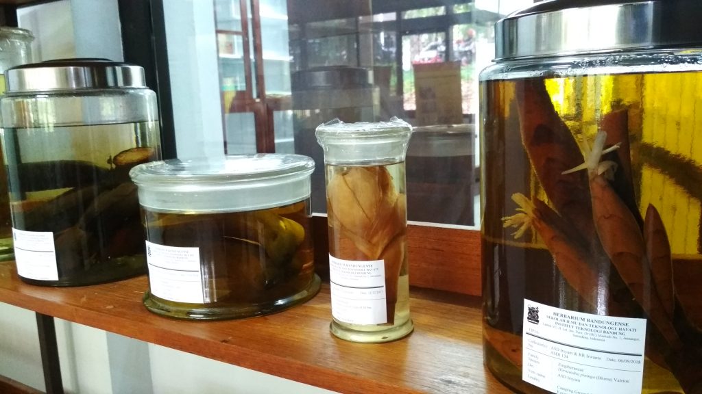 Koleksi Herbarium Bandungense – herbarium