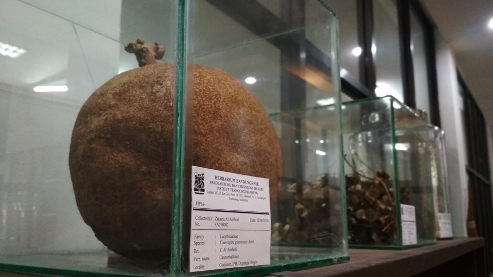 Koleksi Herbarium Bandungense – herbarium