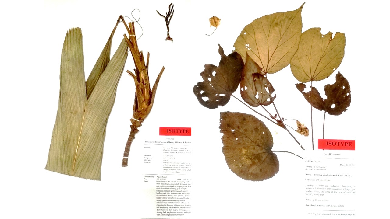 Koleksi Herbarium Bandungense – herbarium